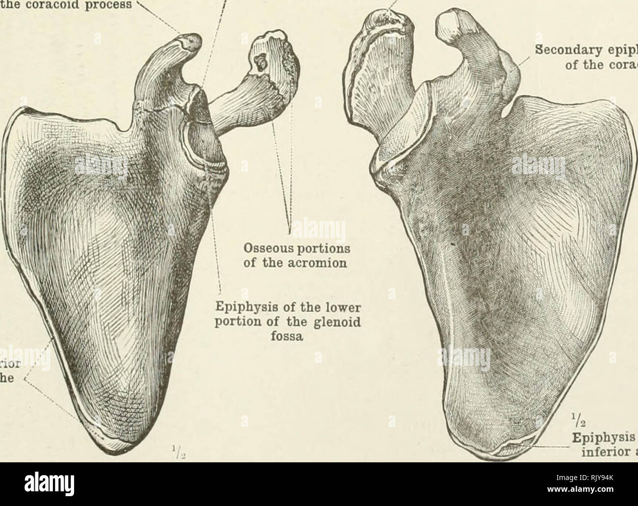 . An atlas of human anatomy for students and physicians. Anatomy. Cart ...