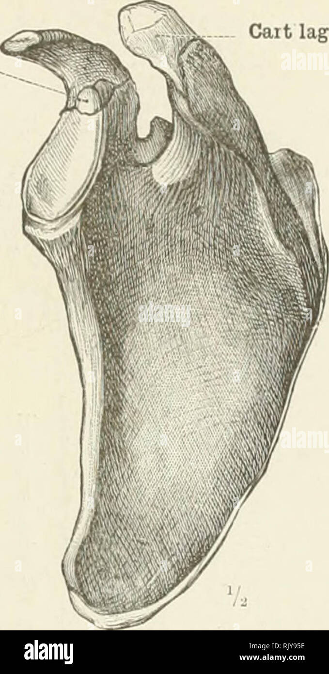 . An atlas of human anatomy for students and physicians. Anatomy. Cart ...
