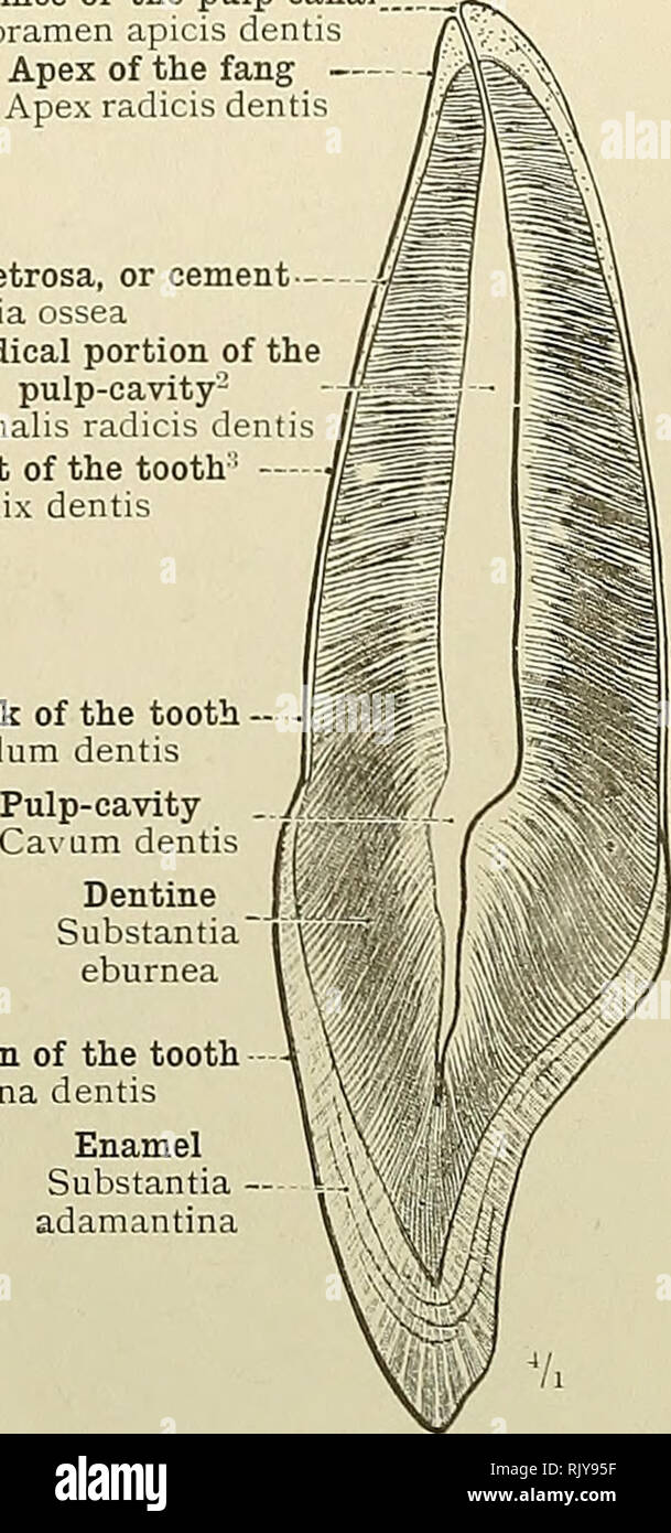 . An atlas of human anatomy for students and physicians. Anatomy. 426 ...