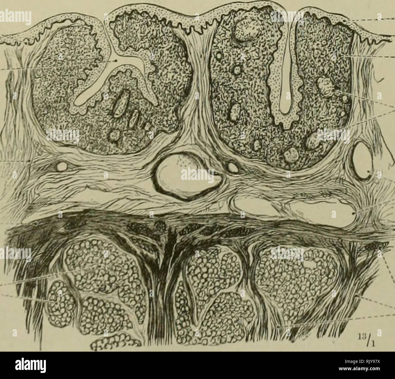 Lenticular Papillae Histology