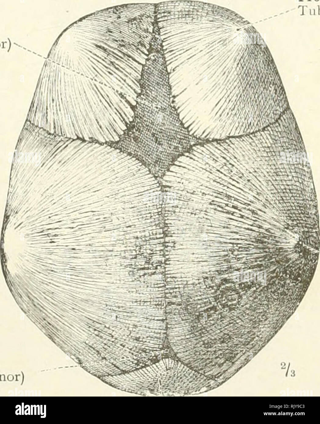 Mendosa hi-res stock photography and images - Alamy