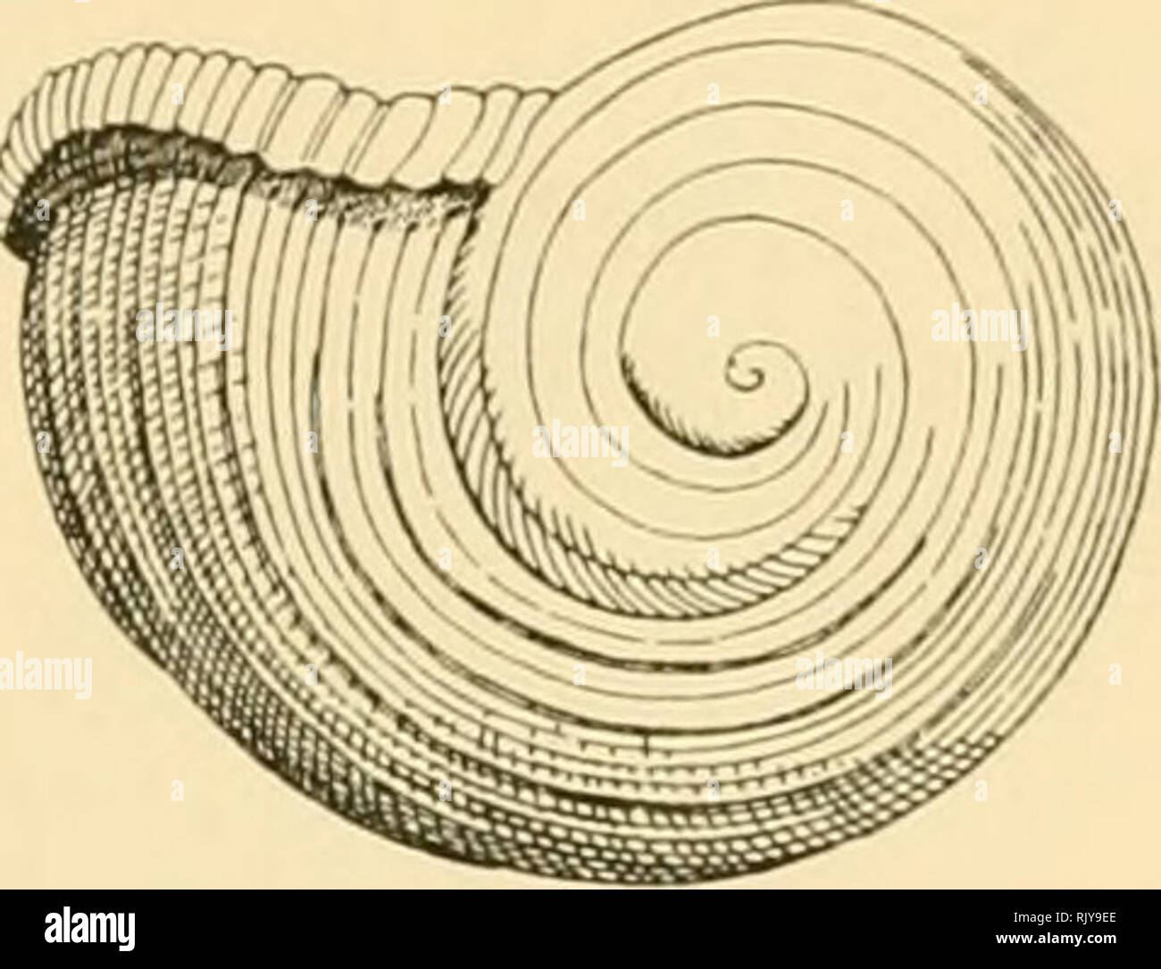 . The atoll of Funafuti, Ellice group: its zoology, botany, ethnology ...