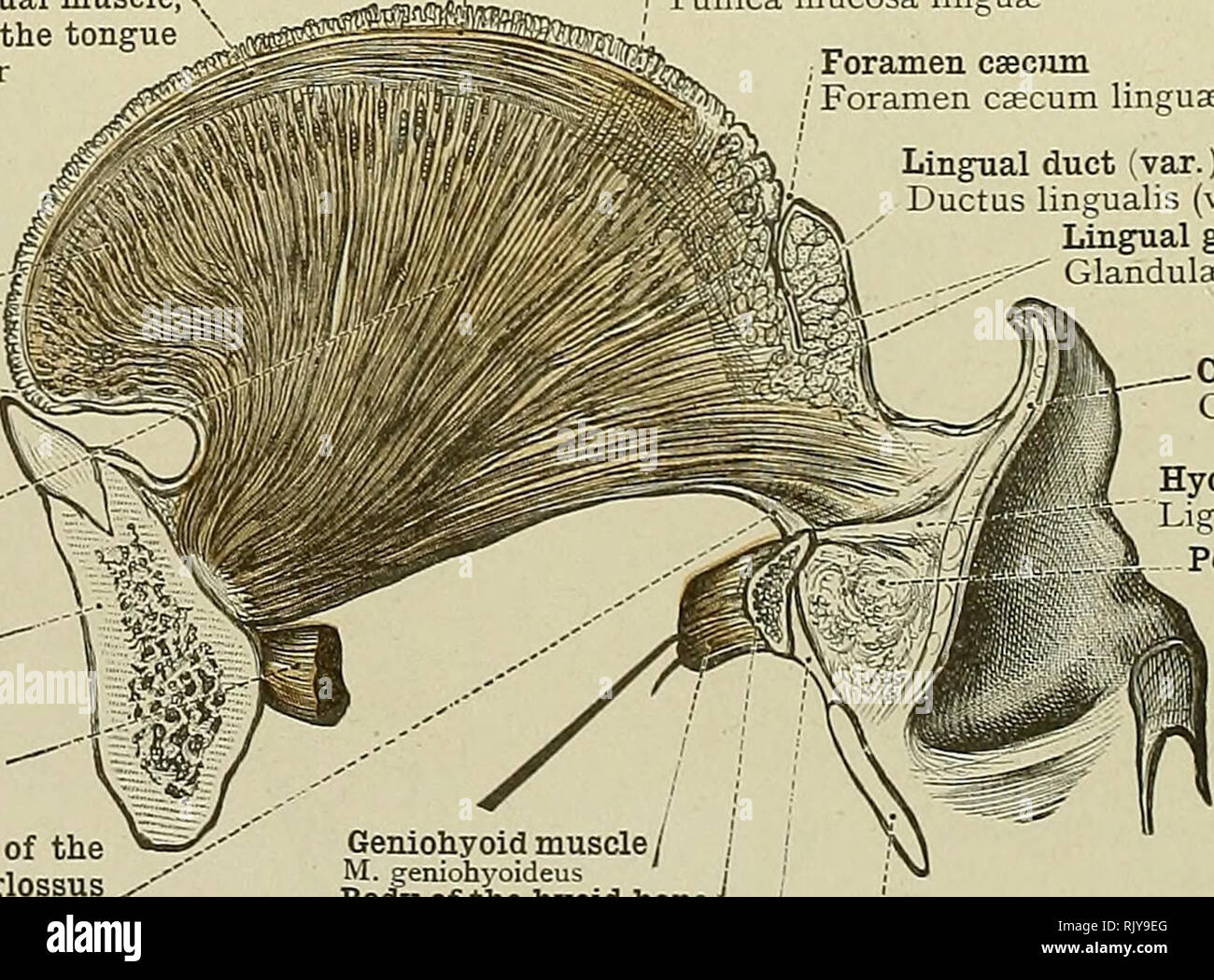 Genioglossus muscle hi-res stock photography and images - Alamy