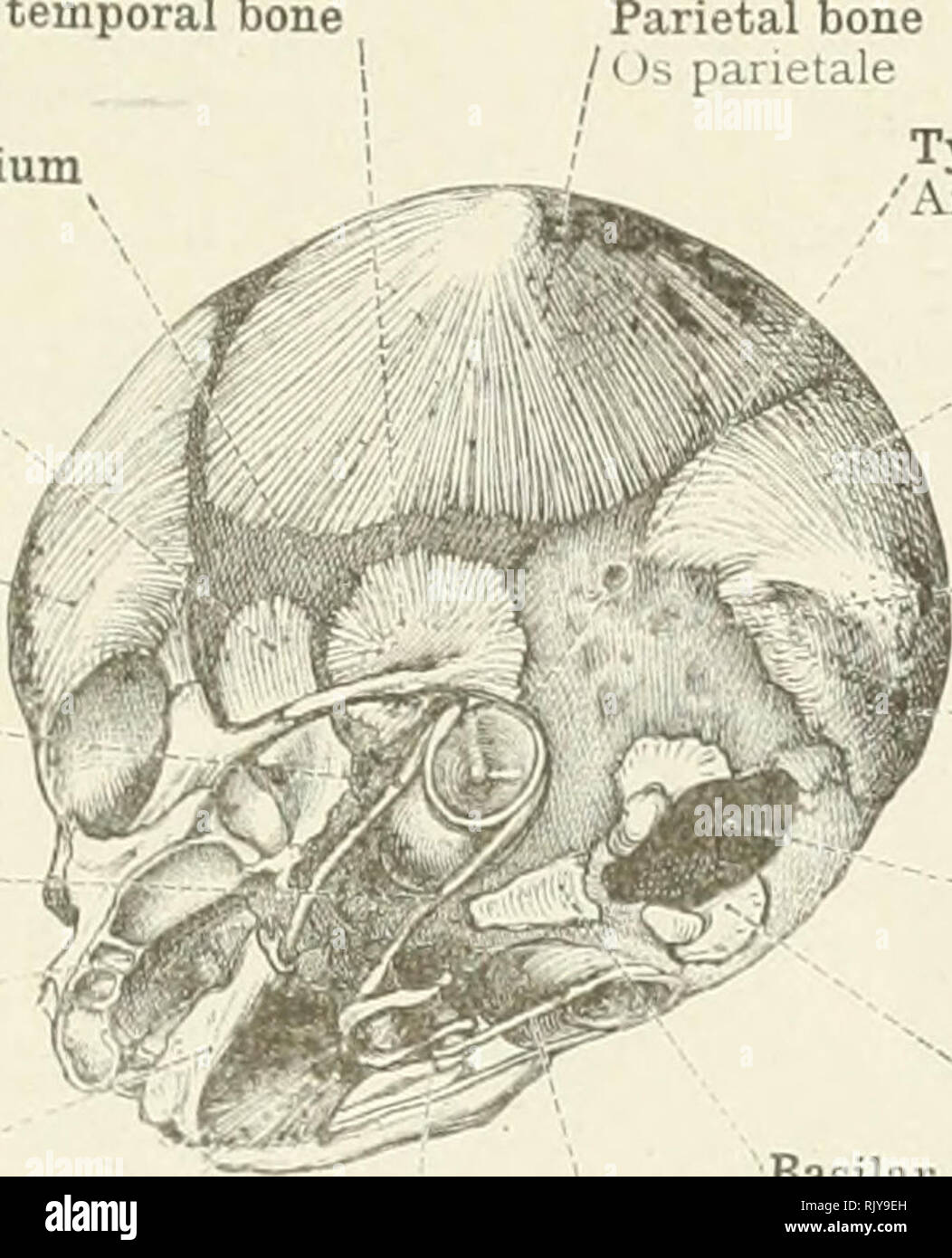 . An atlas of human anatomy for students and physicians. Anatomy ...