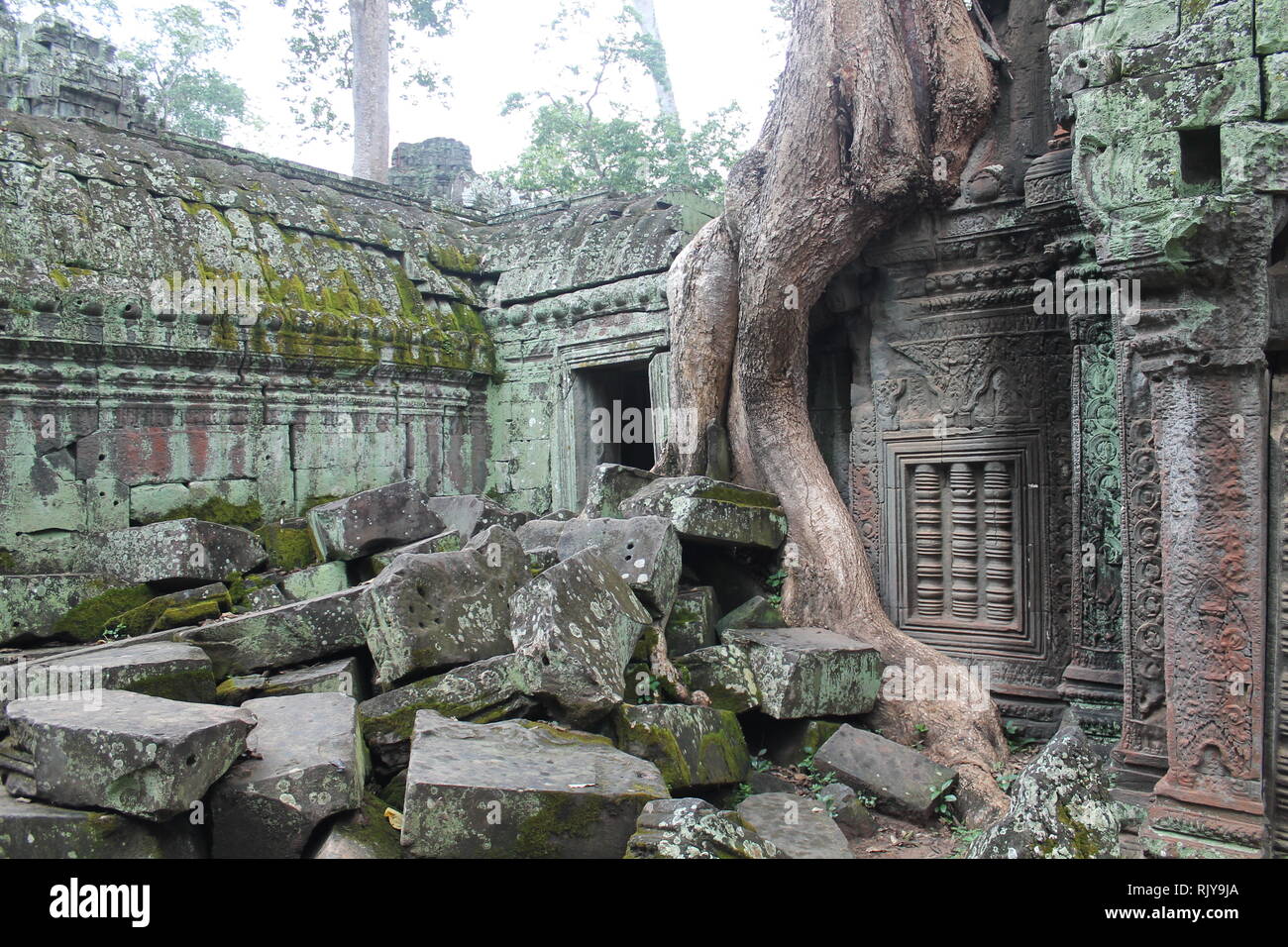 The Root on Angkor Wat ruins Stock Photo - Alamy