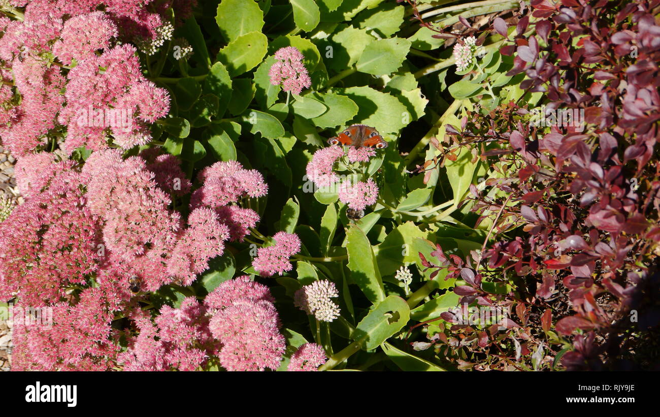 Chateau de Touffou garden, Bonnes, France Stock Photo - Alamy