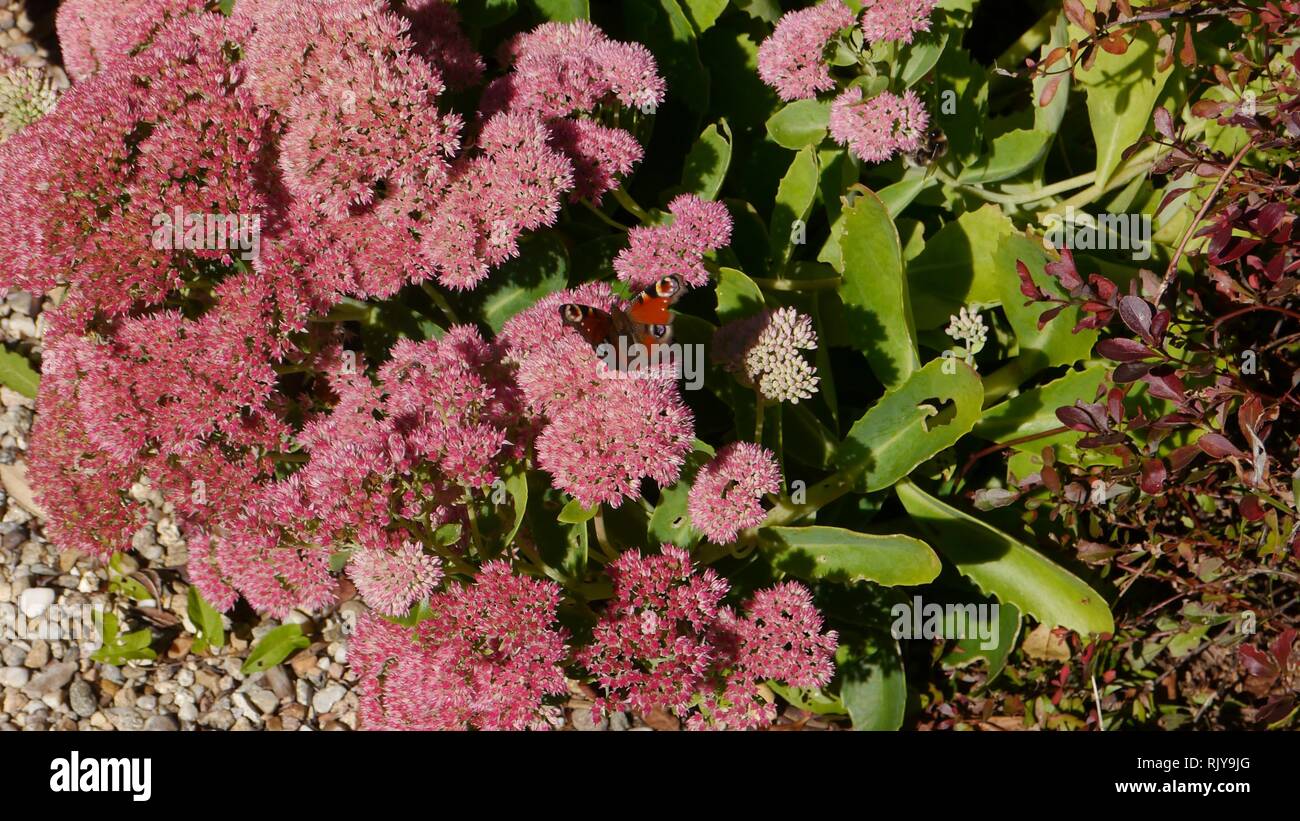 Chateau de Touffou garden, Bonnes, France Stock Photo - Alamy