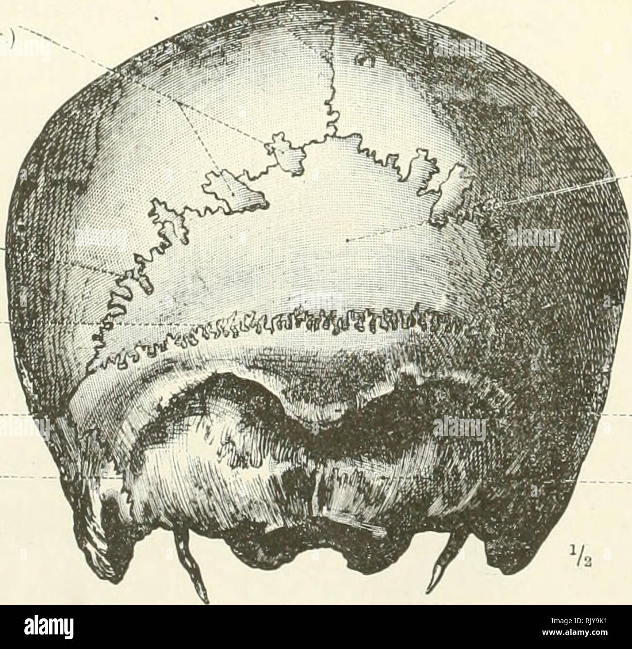 . An atlas of human anatomy for students and physicians. Anatomy ...