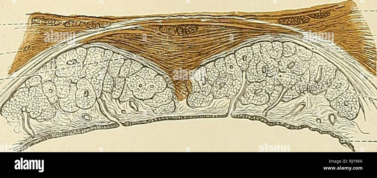 . An atlas of human anatomy for students and physicians. Anatomy. 418 ...