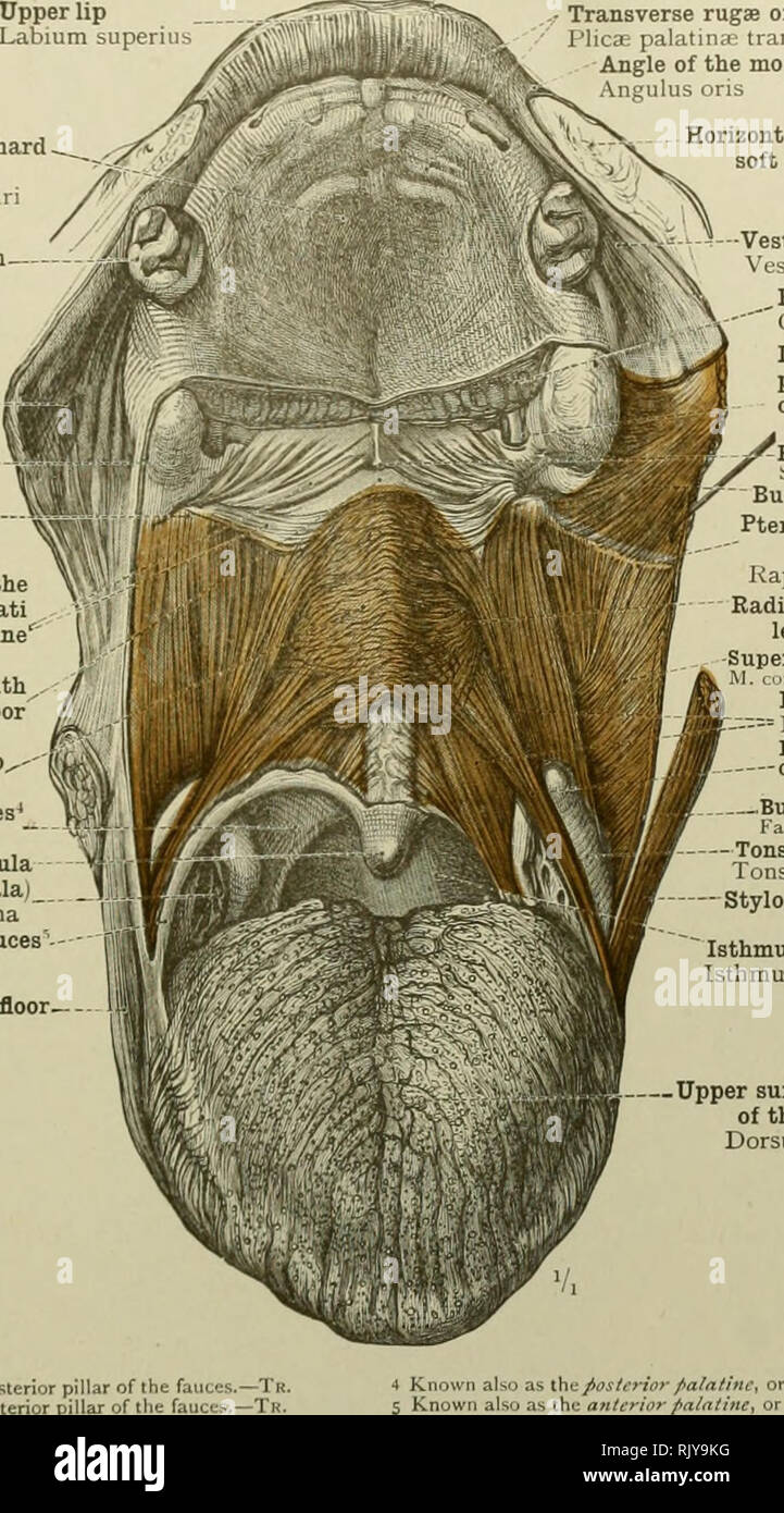 Hamular Process
