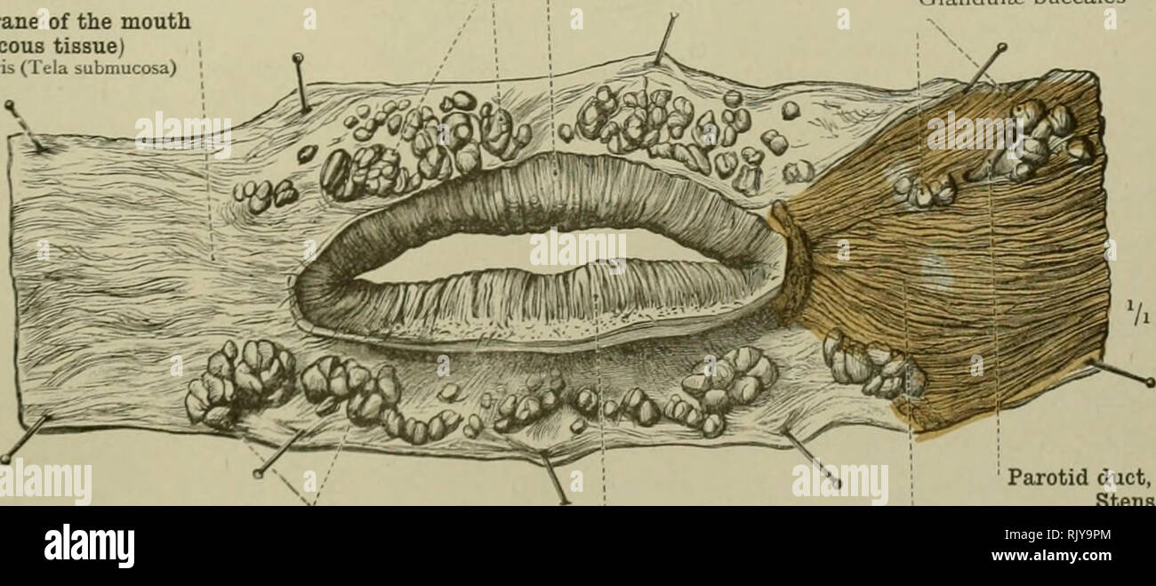 Labial Mucosa Anatomy
