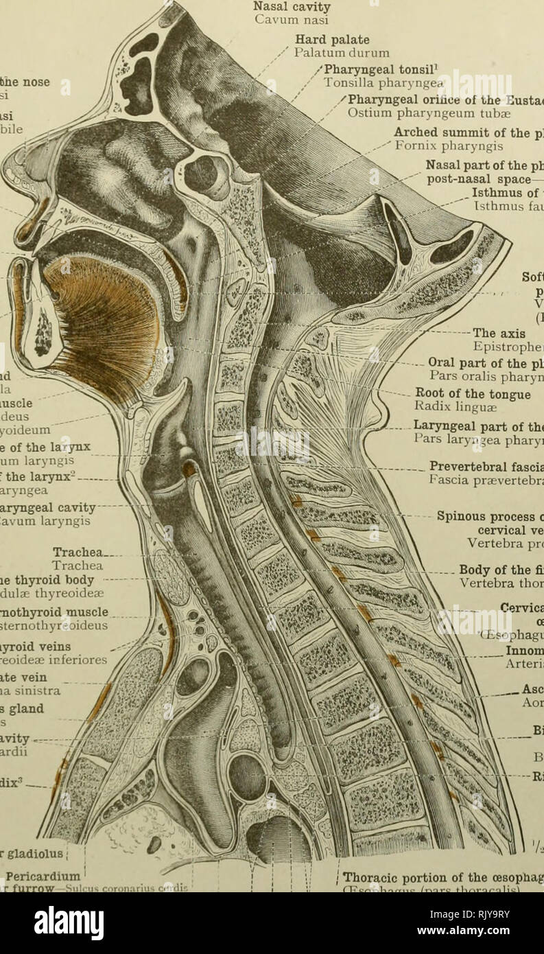 Mylohyoid muscle hi-res stock photography and images - Alamy