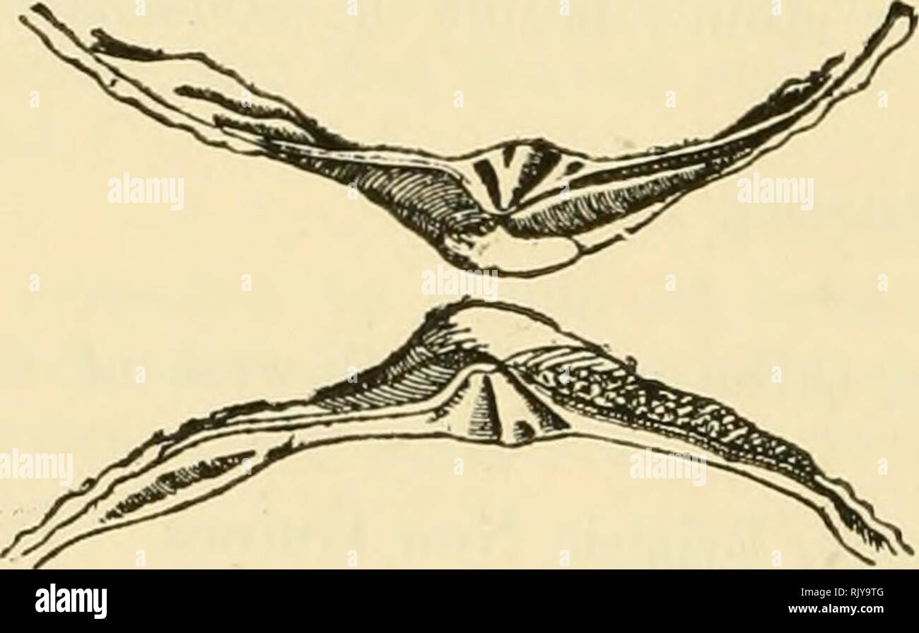 . The atoll of Funafuti, Ellice group: its zoology, botany, ethnology ...