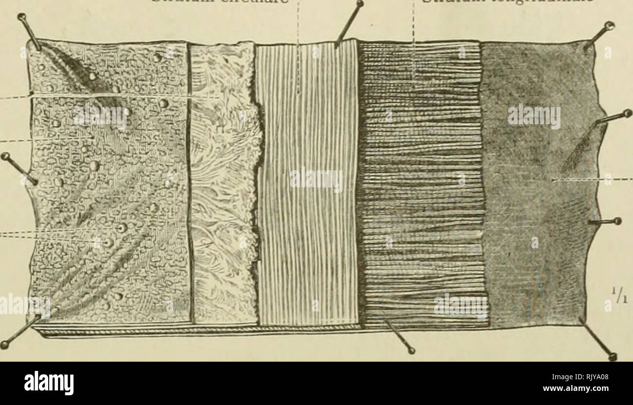 . An atlas of human anatomy for students and physicians. Anatomy ...