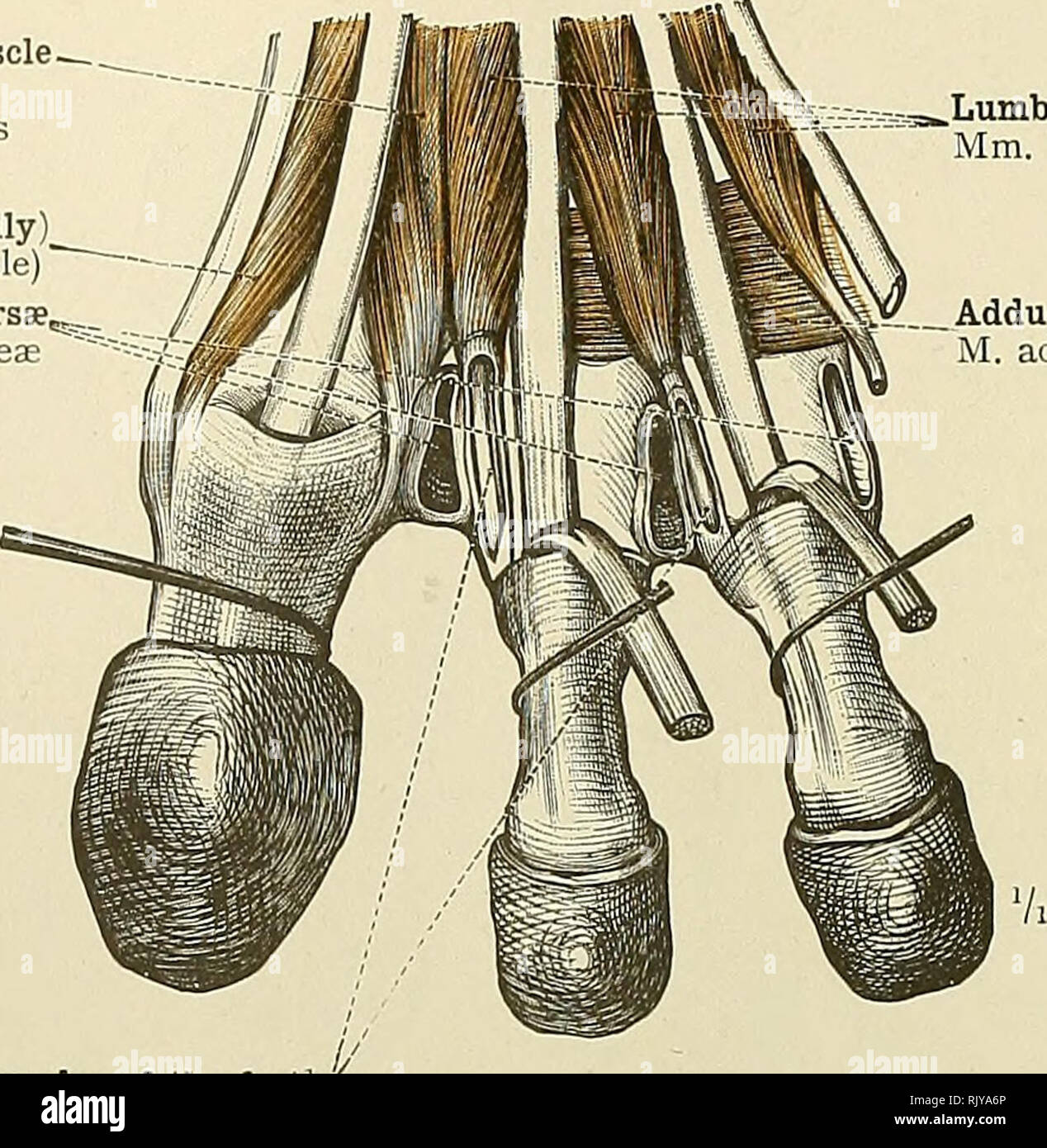 Caput laterale hi-res stock photography and images - Alamy