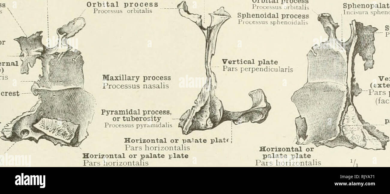 . An atlas of human anatomy for students and physicians. Anatomy. THE ...
