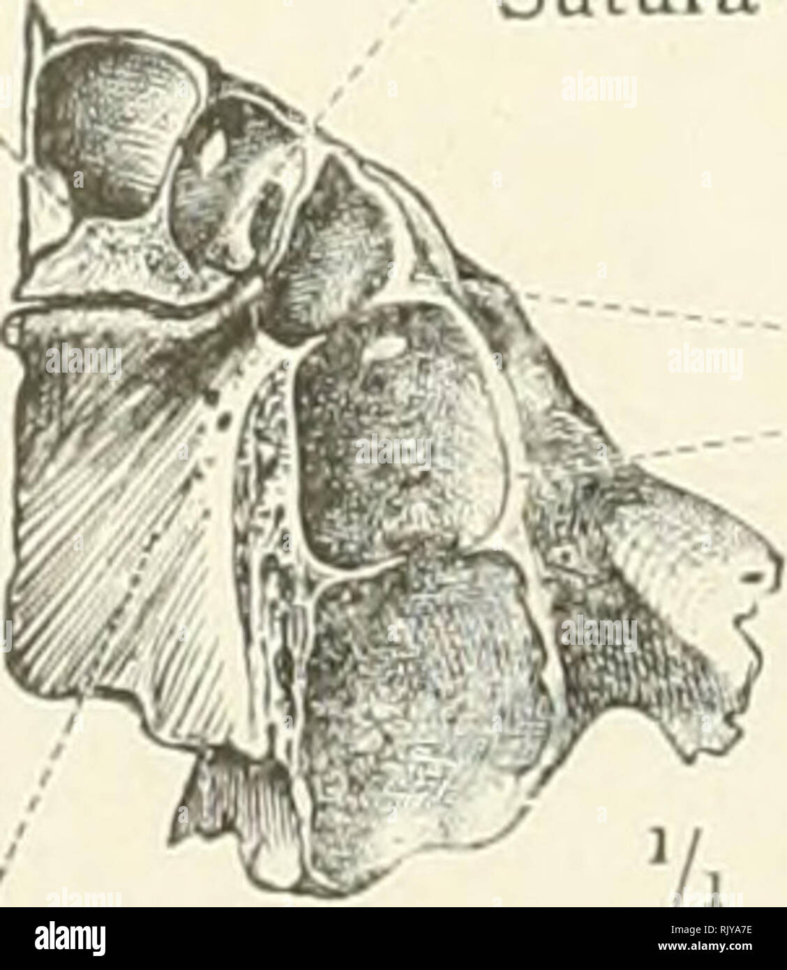 . An atlas of human anatomy for students and physicians. Anatomy ...