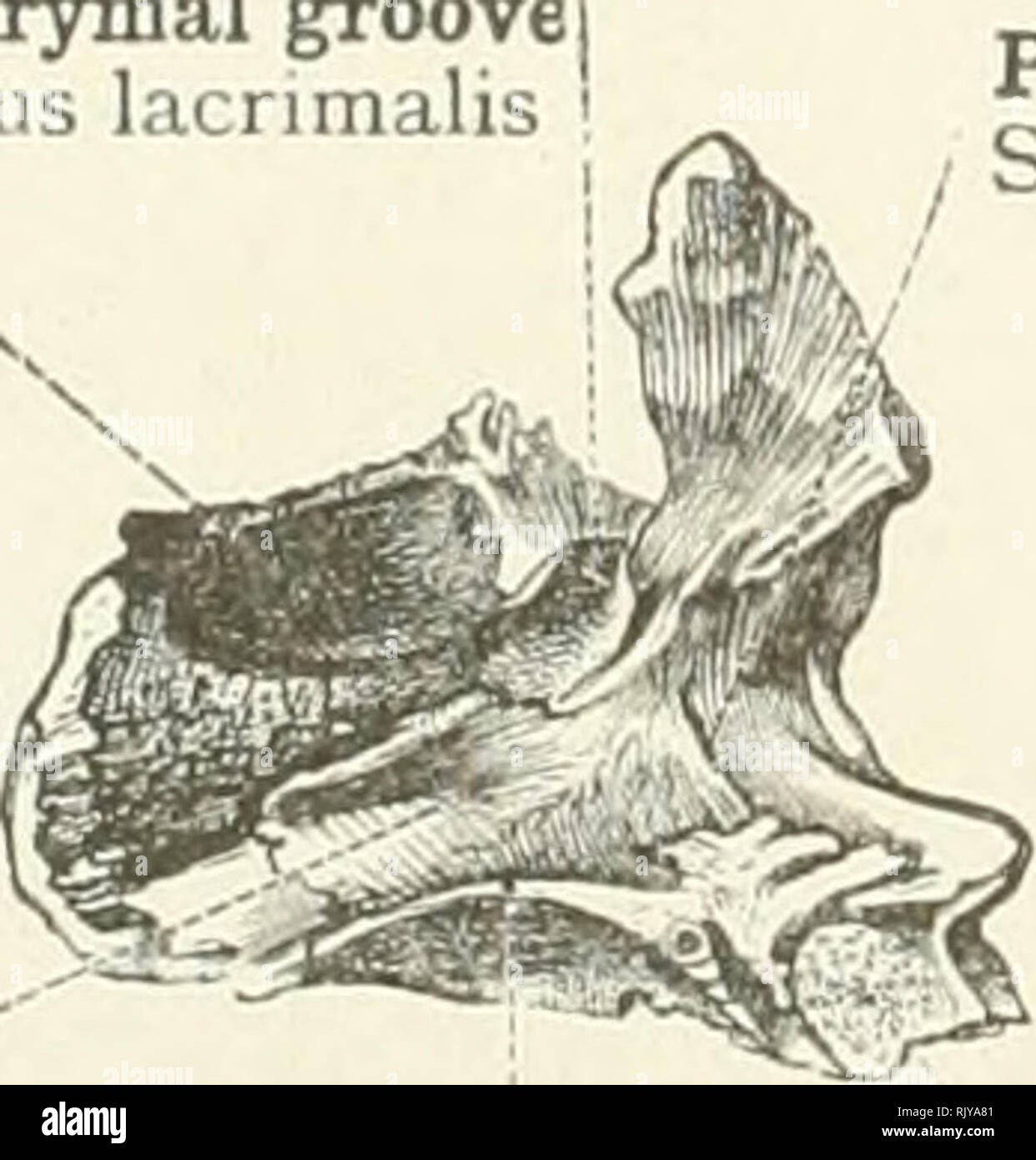 . An atlas of human anatomy for students and physicians. Anatomy. Fig ...