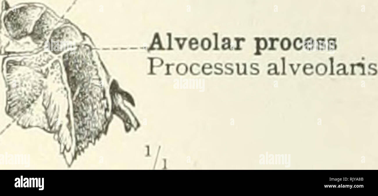 Alveolar Ridge Diagram