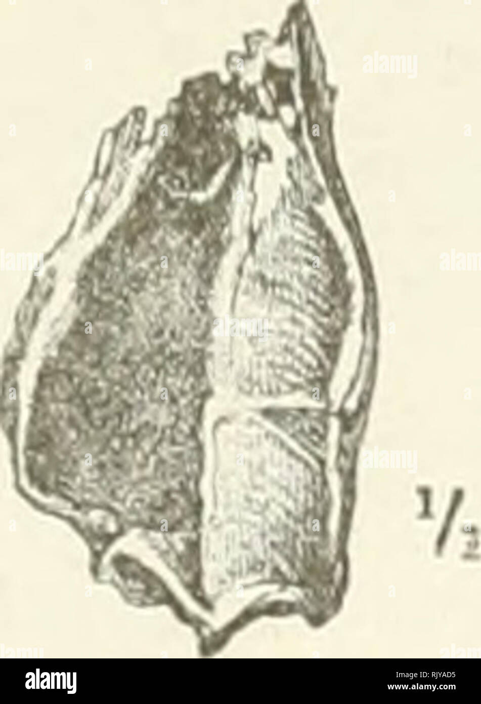 . An atlas of human anatomy for students and physicians. Anatomy ...