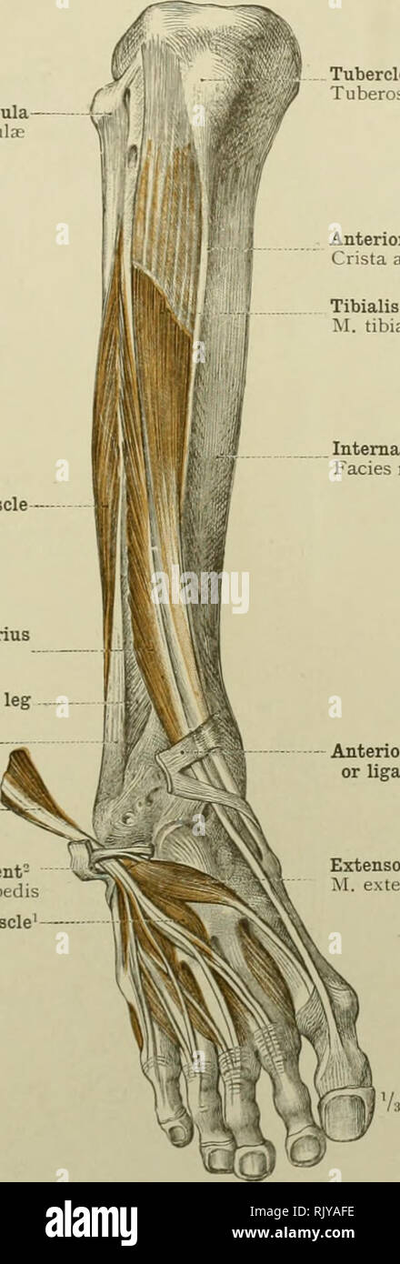 Extensor digitorum brevis muscle hi-res stock photography and images ...