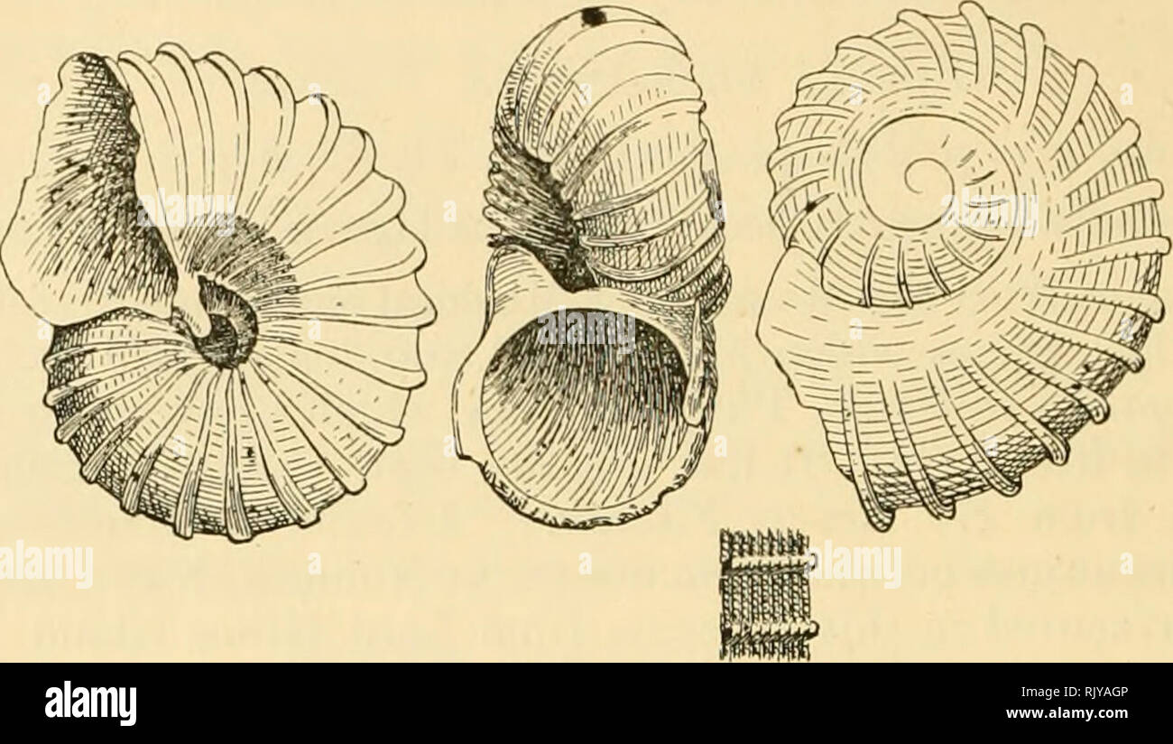 . The atoll of Funafuti, Ellice group: its zoology, botany, ethnology ...