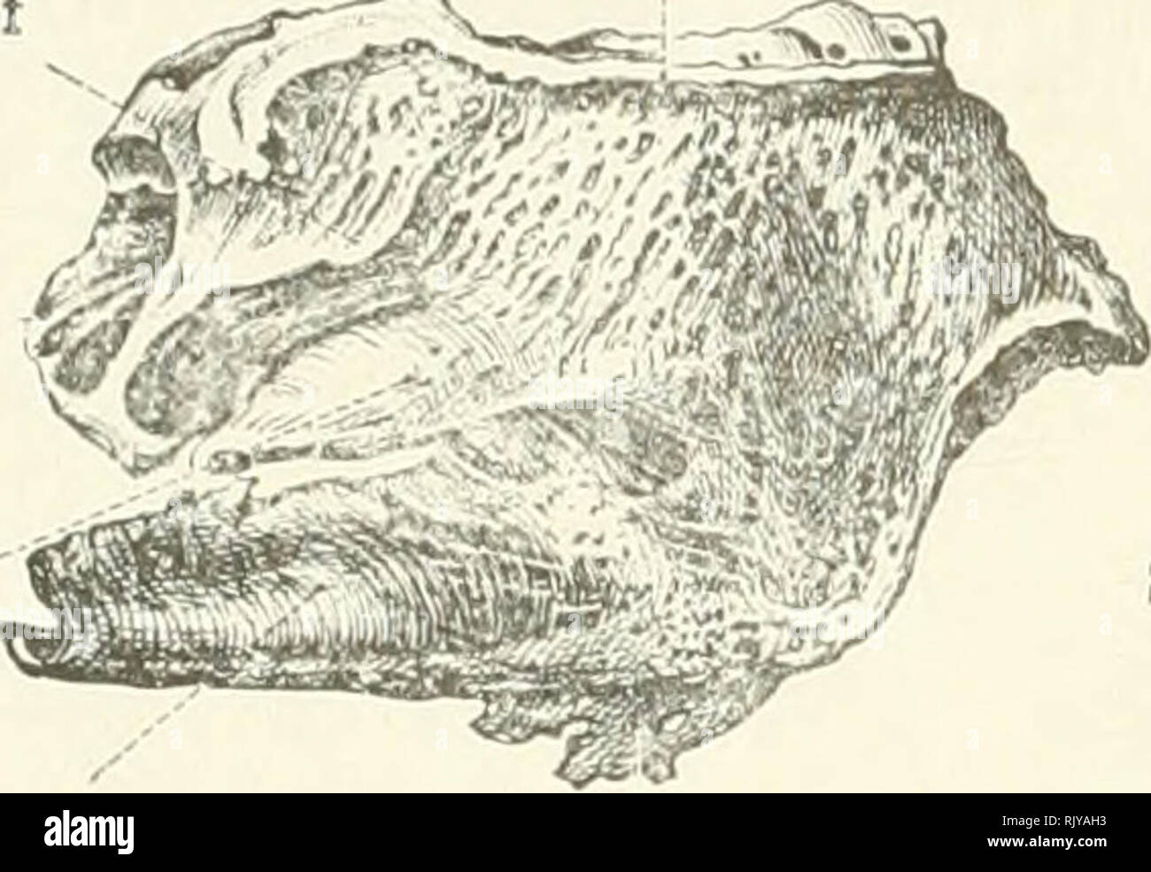 Ethmoidal cribriform plate hi-res stock photography and images - Alamy