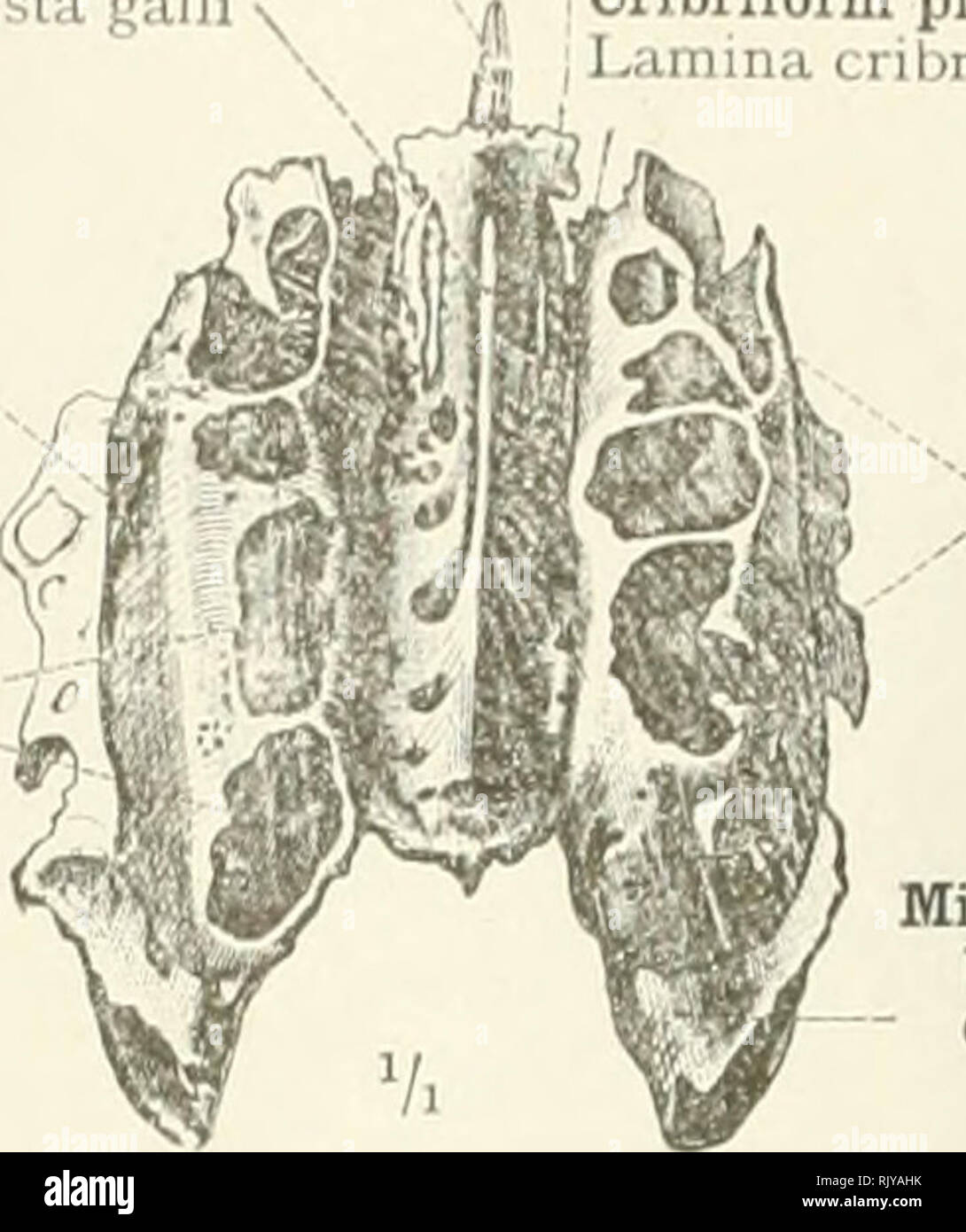 Cribriform Plate Stock Photos & Cribriform Plate Stock Images - Alamy
