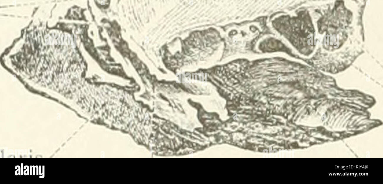 . An atlas of human anatomy for students and physicians. Anatomy. 78 ...