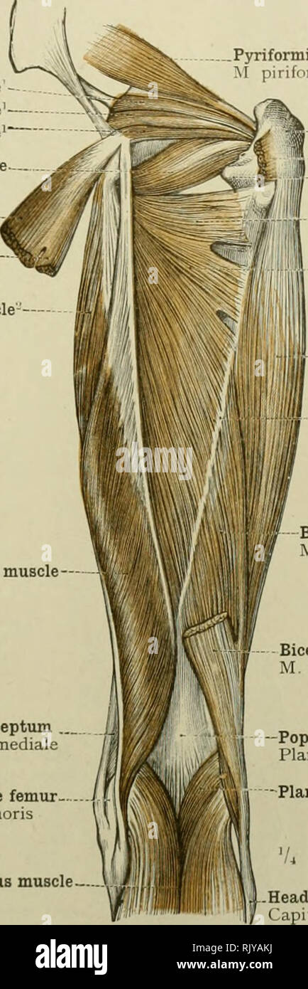 . An atlas of human anatomy for students and physicians. Anatomy. THE ...