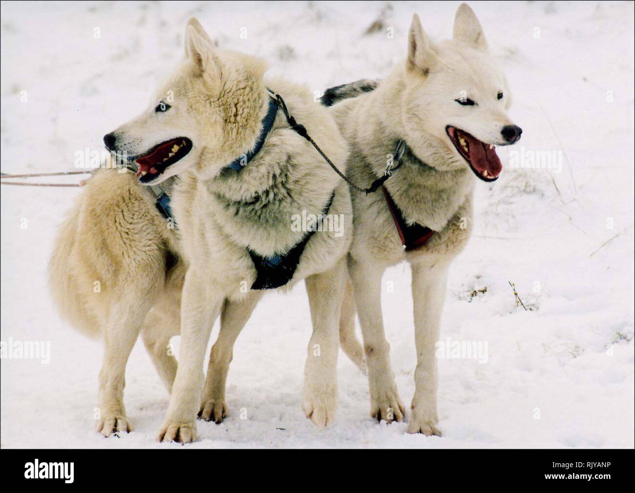 Alaskan Malamute - Sled Dogs Lead Pair (Canis lupus familiaris Stock ...