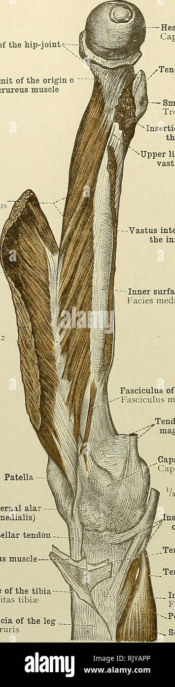 . An atlas of human anatomy for students and physicians. Anatomy. 854 ...