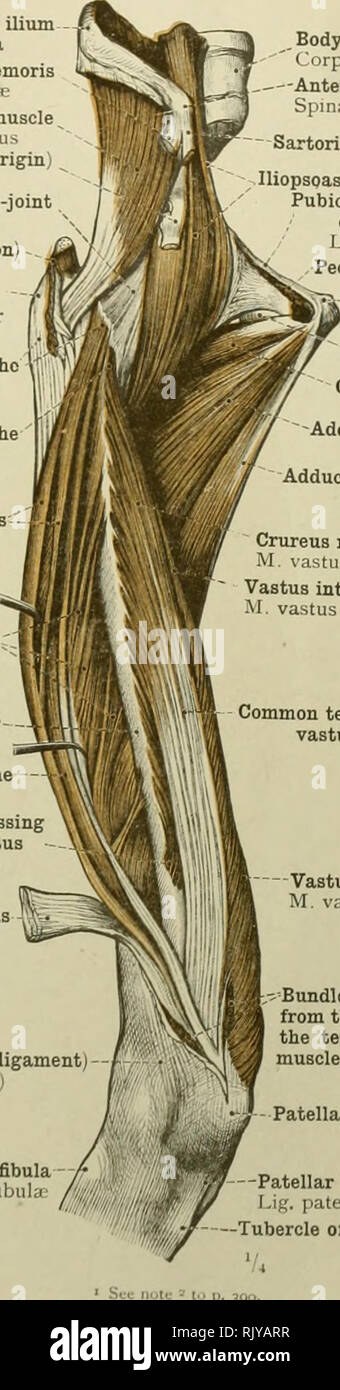 Rectus Femoris Muscle Origin