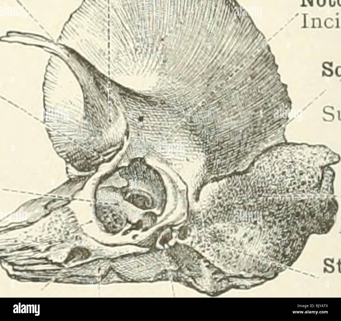 Inferior Articular Process High Resolution Stock Photography and Images ...