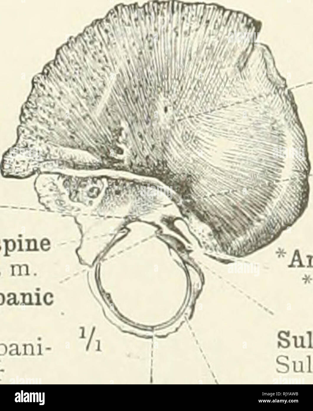 . An atlas of human anatomy for students and physicians. Anatomy ...