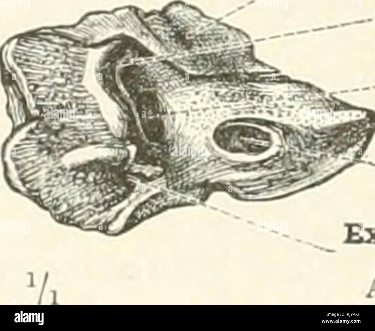 . An atlas of human anatomy for students and physicians. Anatomy ...