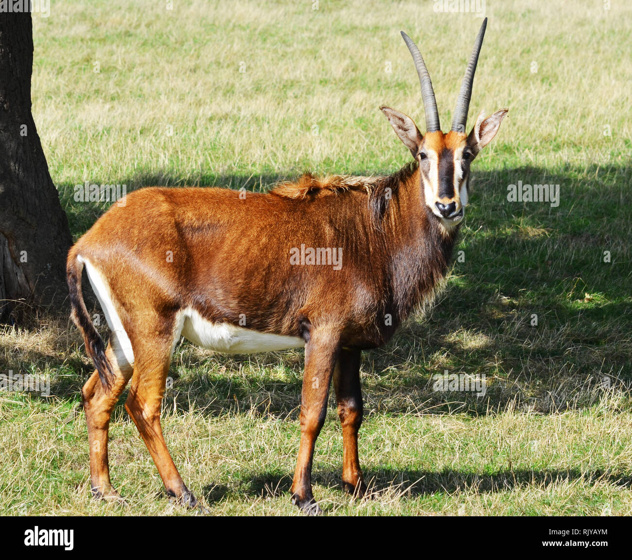 Sable Antelope (Hippotragus niger Stock Photo - Alamy