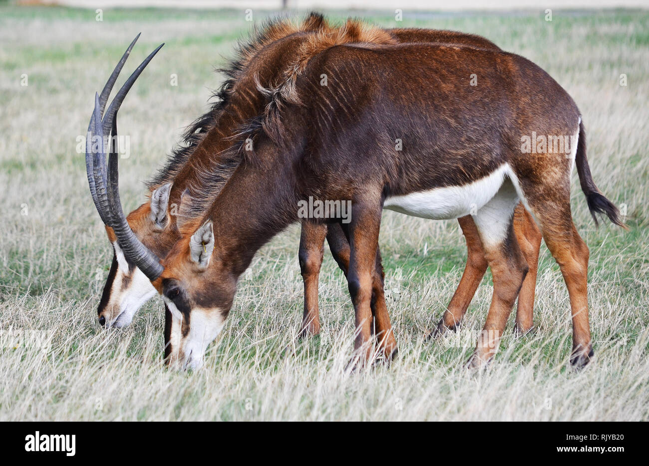 Sable Antelope (Hippotragus niger Stock Photo - Alamy