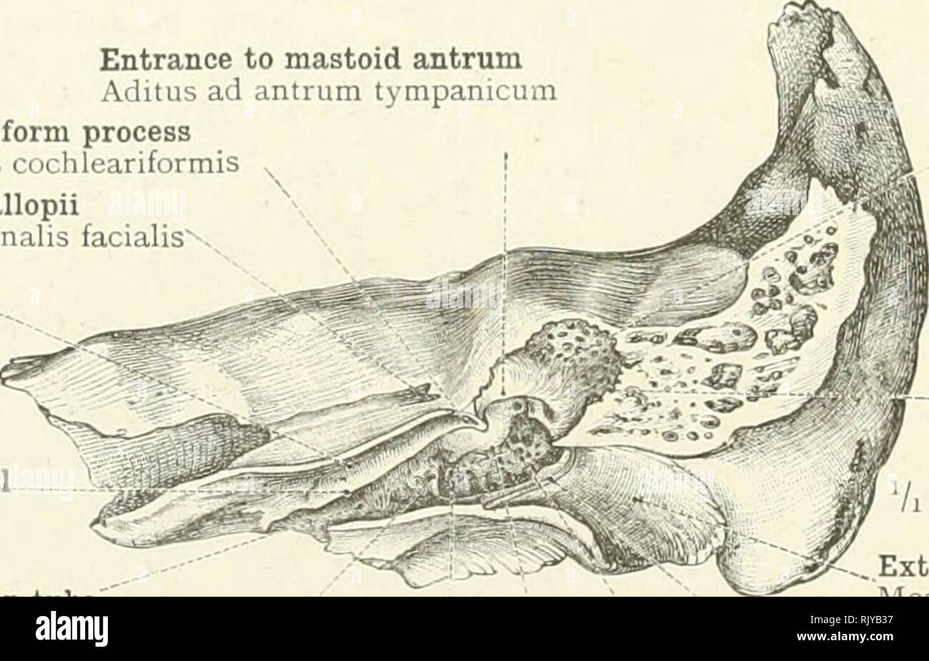 . An atlas of human anatomy for students and physicians. Anatomy. Sinus ...