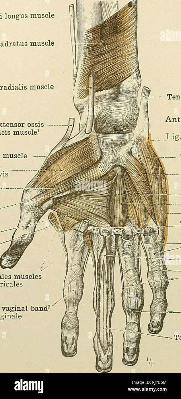 supinator tendon