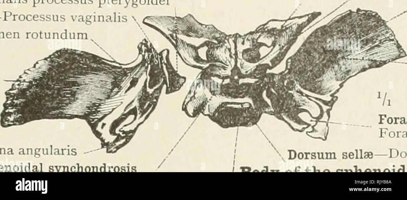 . An atlas of human anatomy for students and physicians. Anatomy. THE ...
