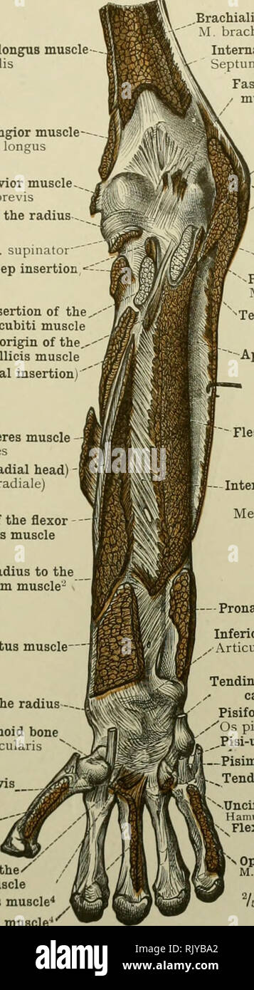Supinator Muscle Stock Photos & Supinator Muscle Stock Images - Alamy