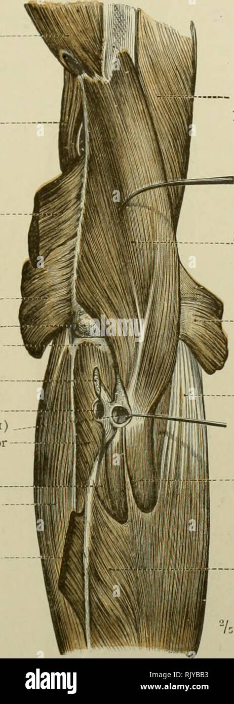 . An atlas of human anatomy for students and physicians. Anatomy. THE ...