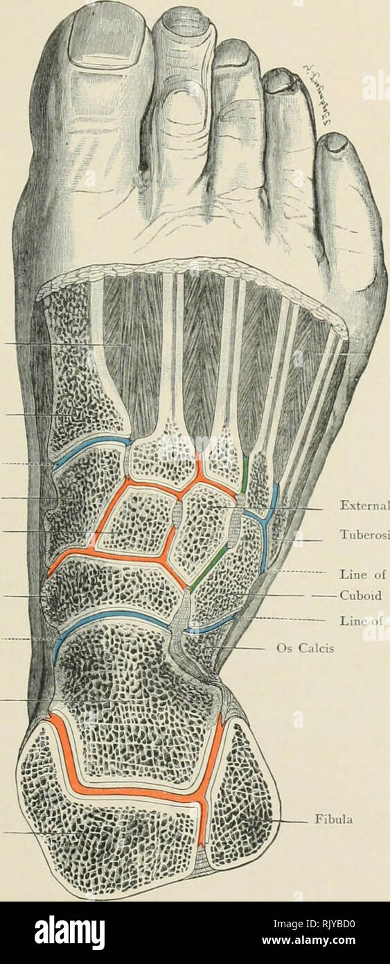 . Atlas of applied (topographical) human anatomy for students and ...