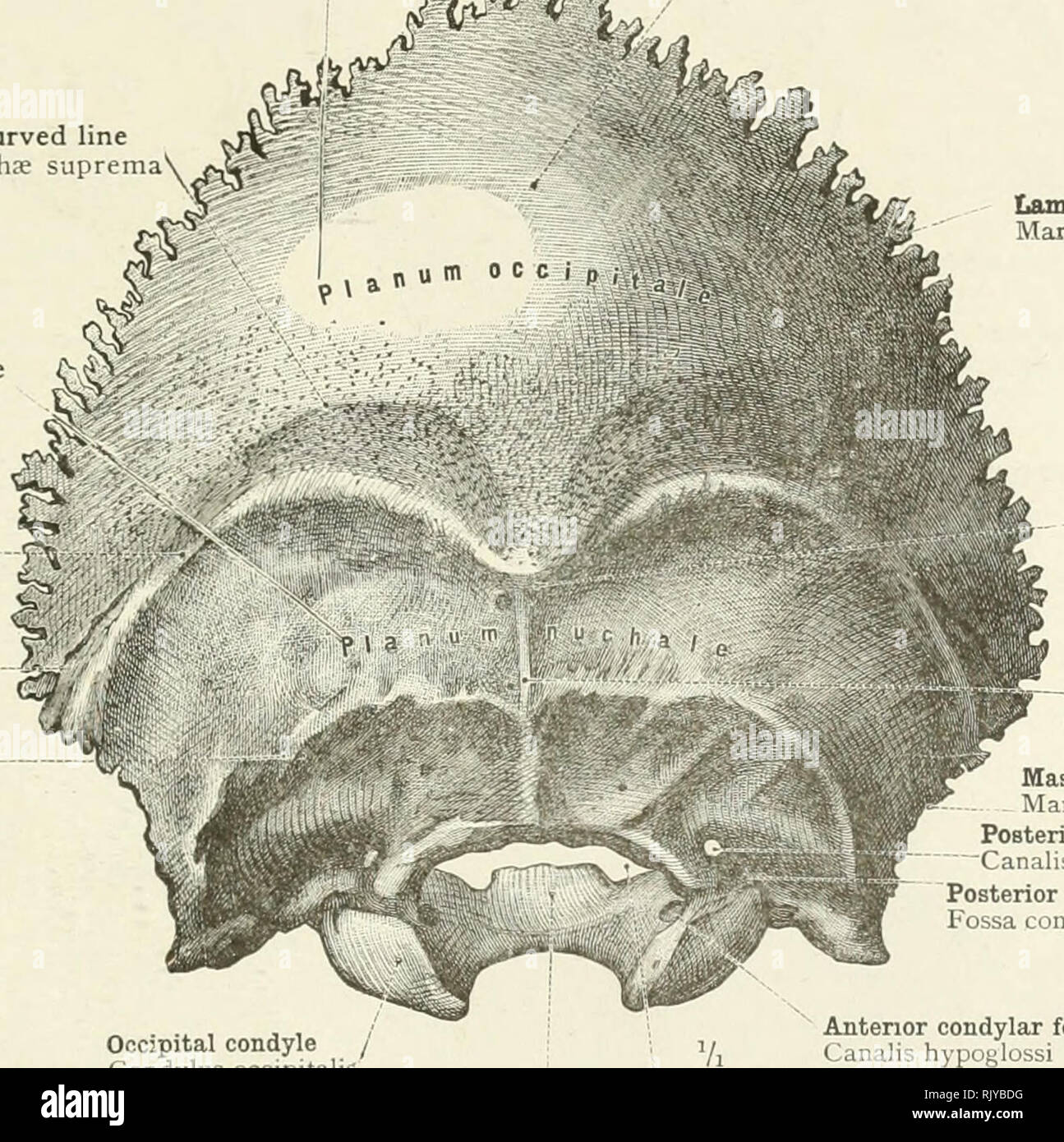 Nuchal Lines On Skull