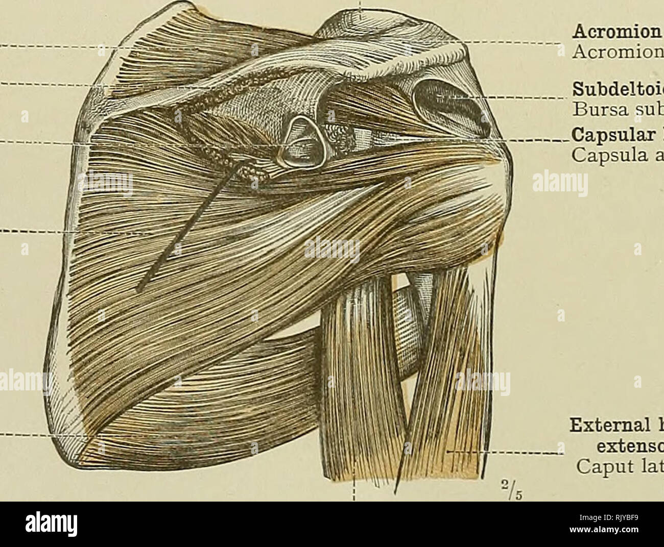. An atlas of human anatomy for students and physicians. Anatomy ...