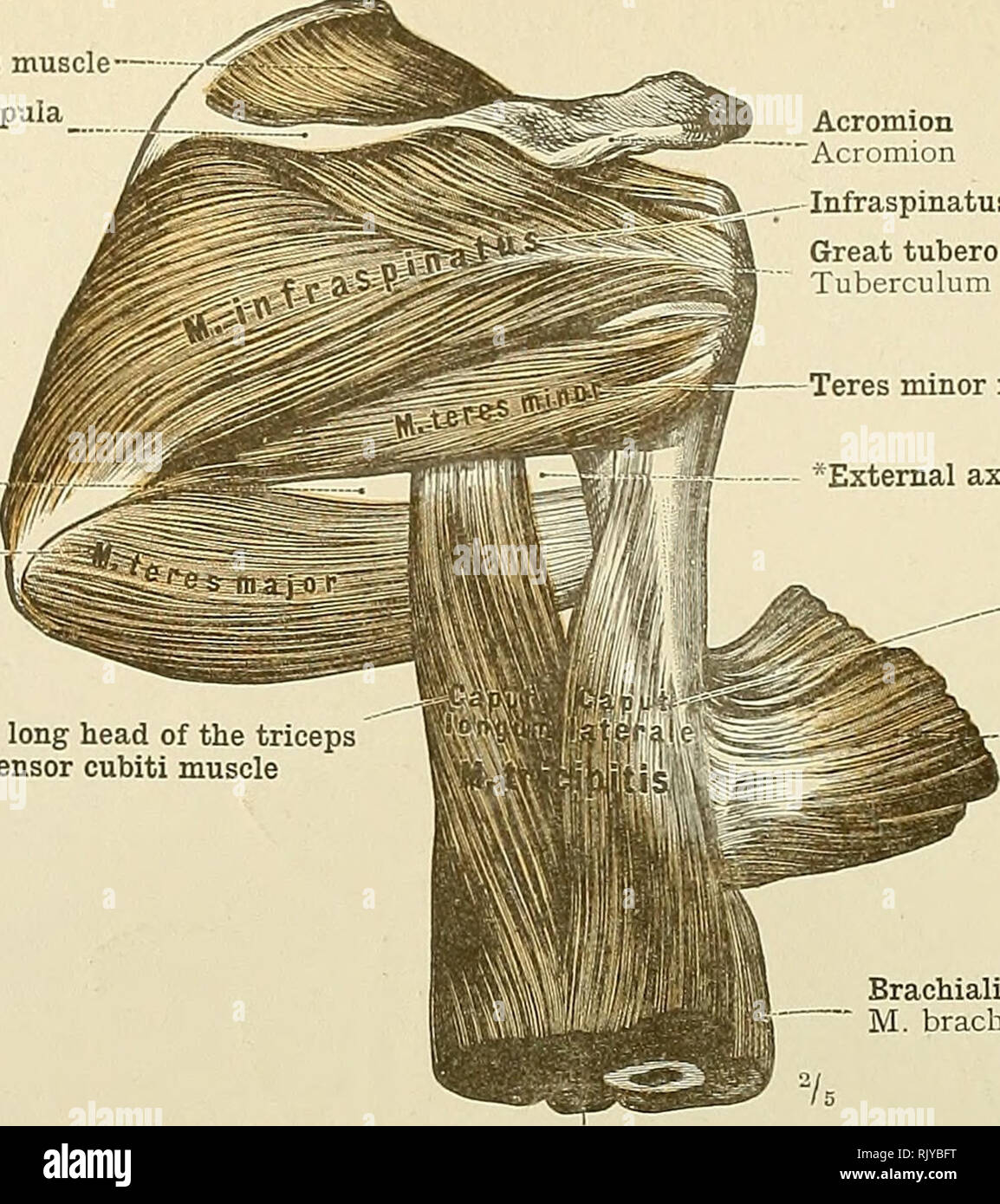 . An atlas of human anatomy for students and physicians. Anatomy. 312 ...