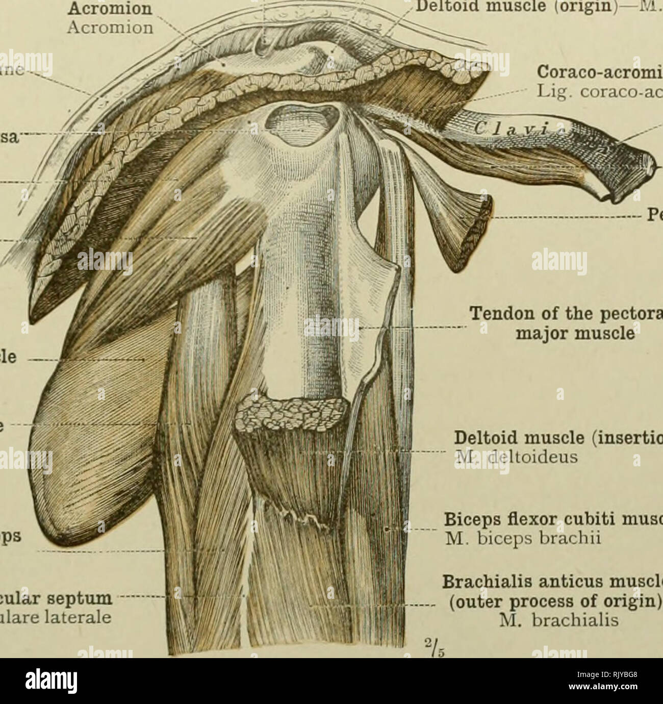 . An atlas of human anatomy for students and physicians. Anatomy. THE ...