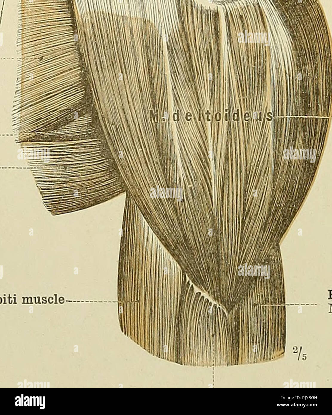 . An atlas of human anatomy for students and physicians. Anatomy ...