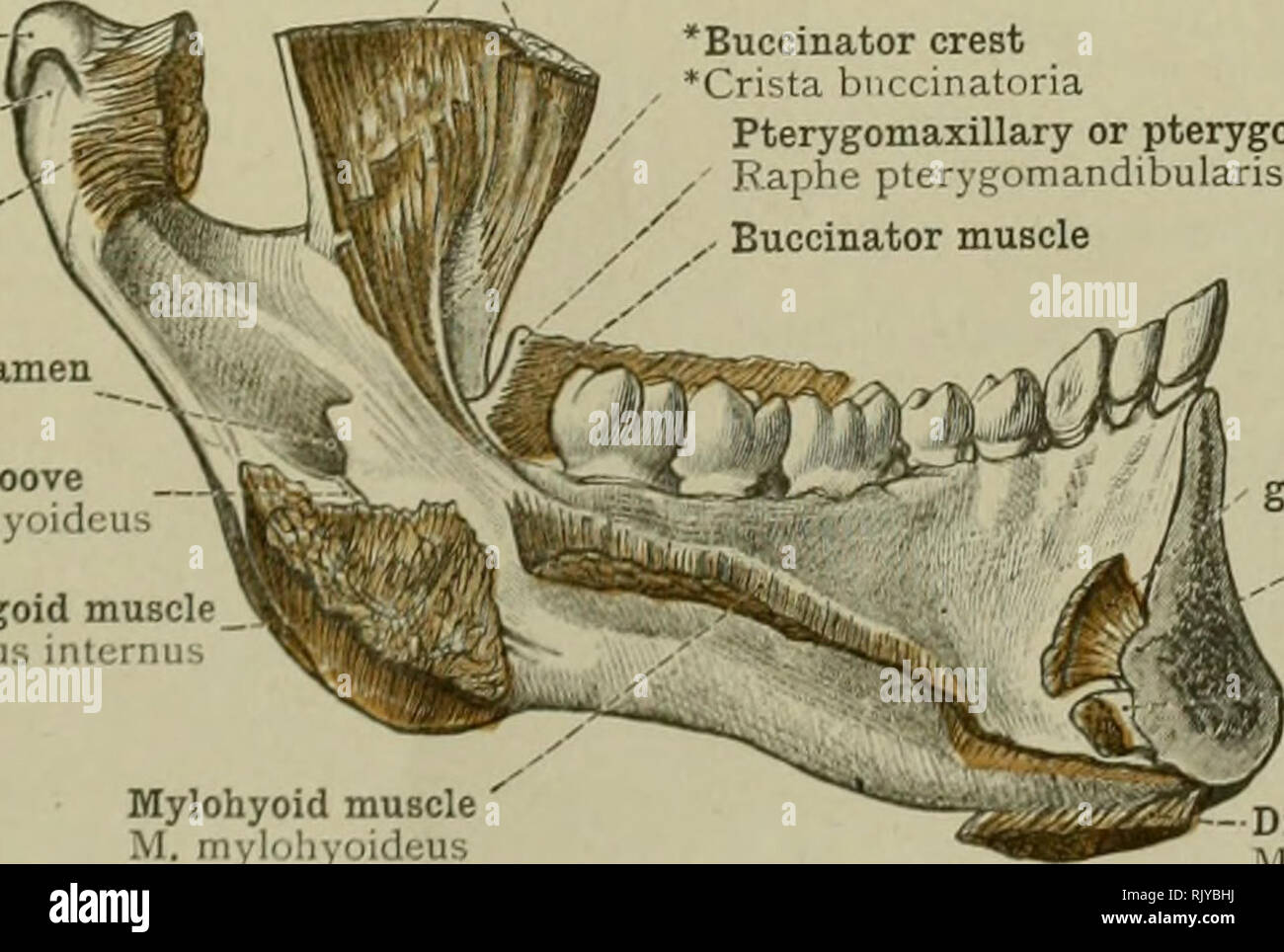Pterygomandibular Ligament
